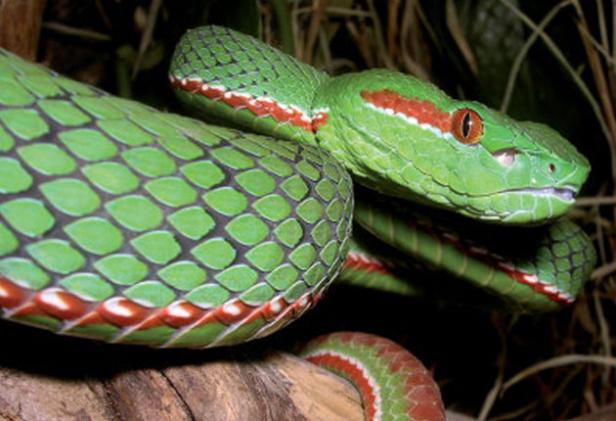 31. Heat seeing snakes | Amazing Animal Kingdom